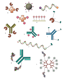 Novel bioconjugation techniques for immunoassay applications